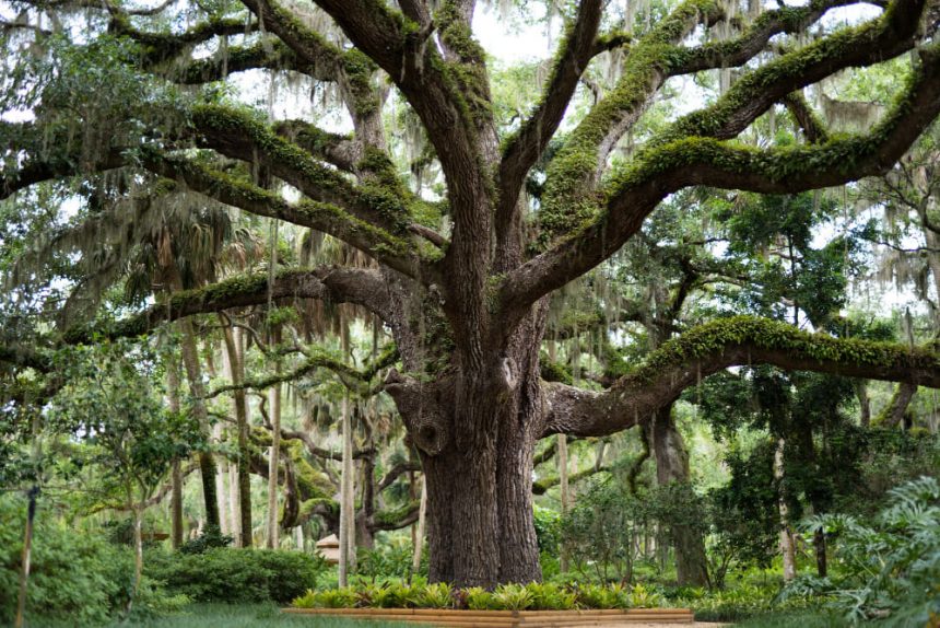 What is the story of the big tree? - BlogRati